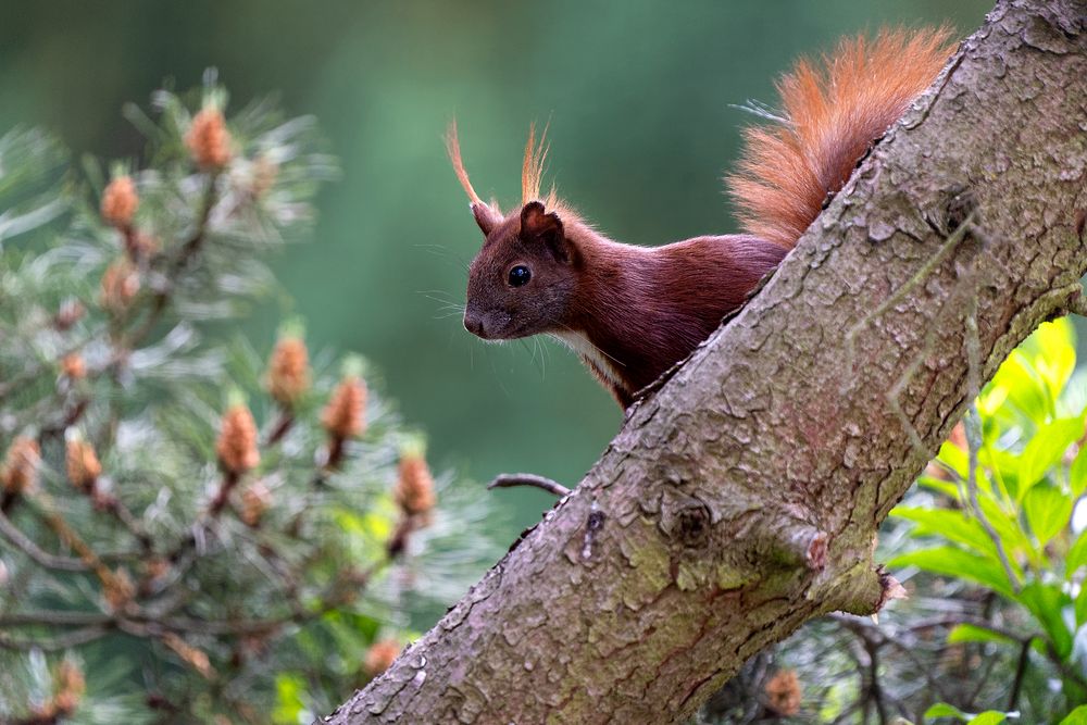 Neugierig Foto & Bild | tiere, wildlife, säugetiere Bilder auf ...