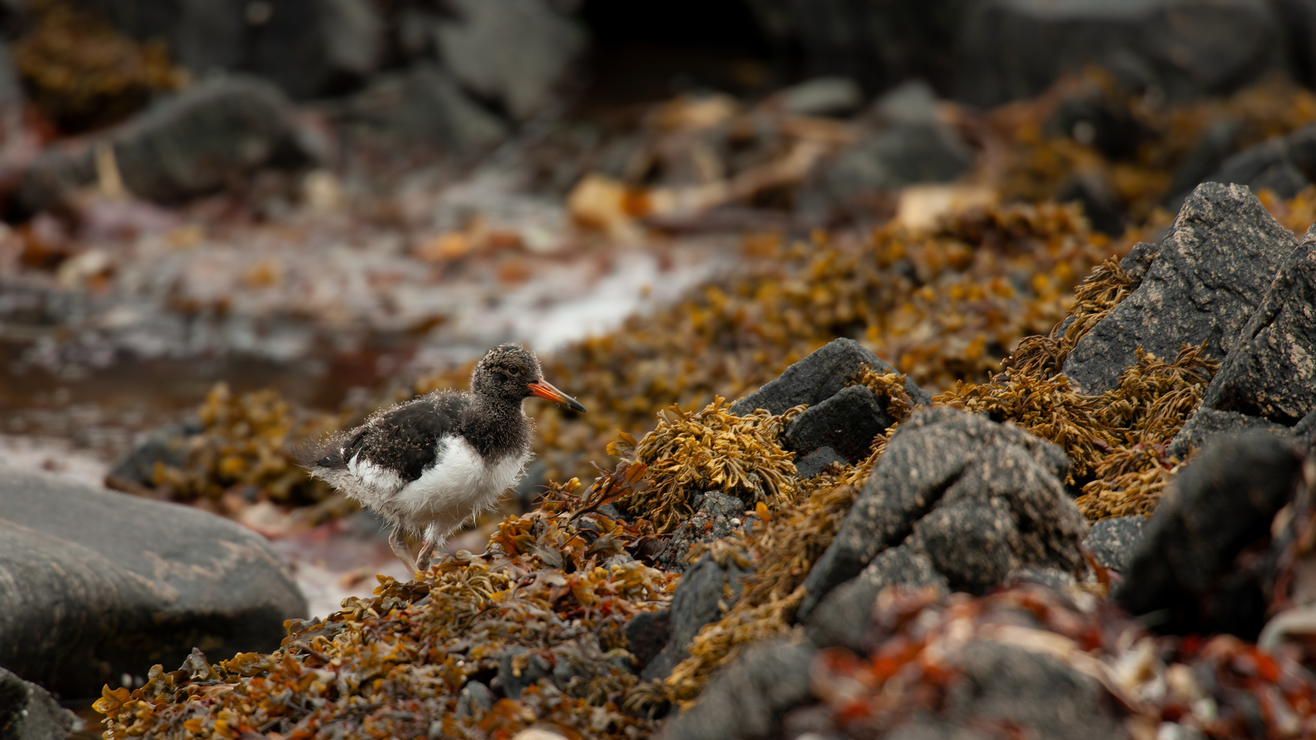 Neugierig Foto & Bild | fotos, nikon, world Bilder auf fotocommunity