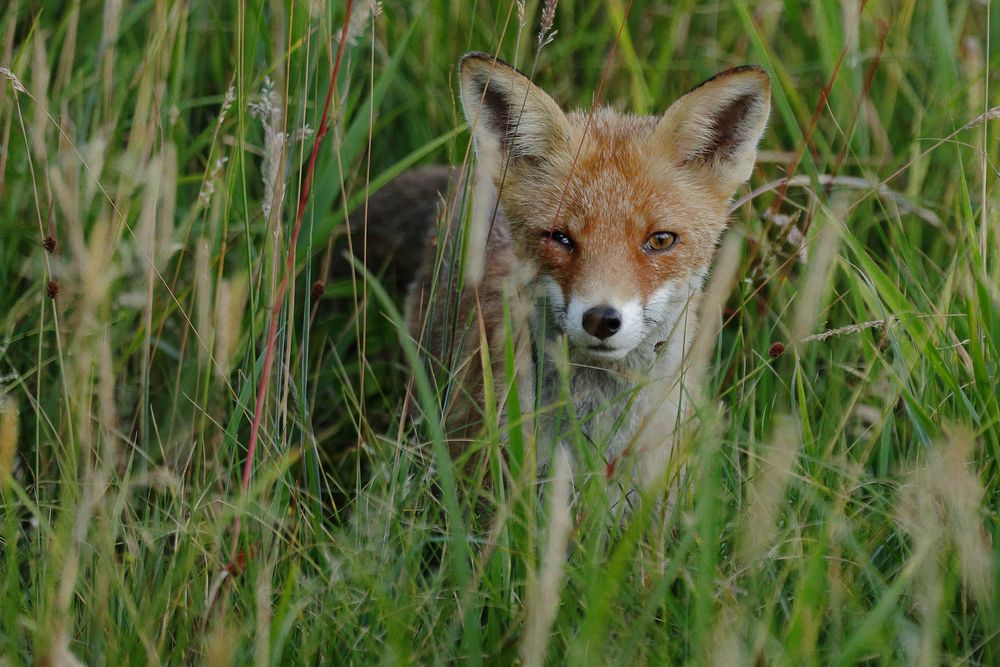 Neugierig Foto & Bild | sommer, natur, tiere Bilder auf fotocommunity