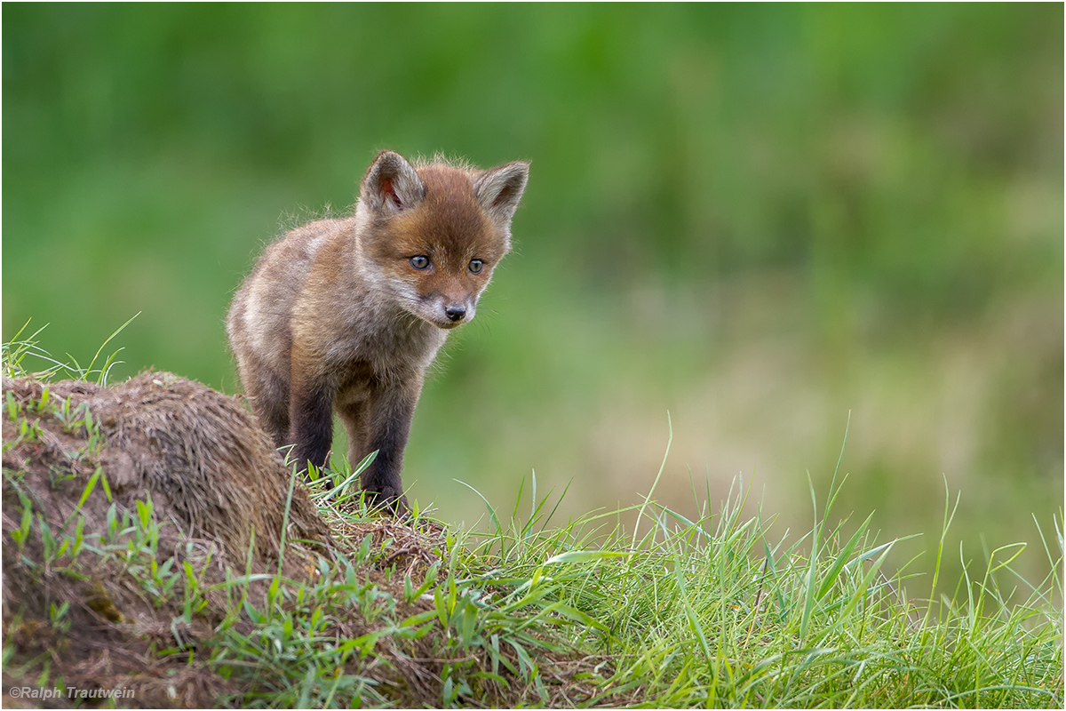 Neugierig Foto & Bild | tiere, tierkinder, welpe Bilder auf fotocommunity