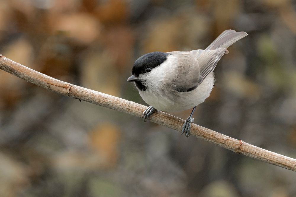 Neugierig Foto & Bild | tiere, wildlife, wild lebende vögel Bilder auf ...