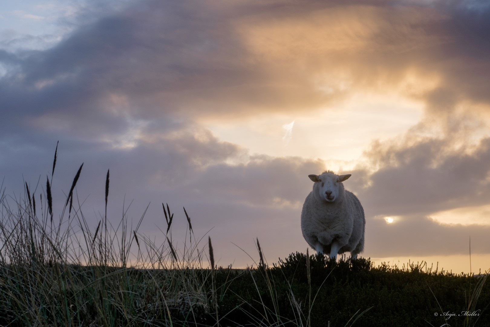 Neugierig ..... Foto & Bild | landschaft, meer & strand, dünen Bilder ...