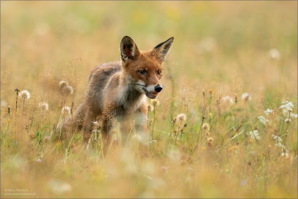 Tiere, Tierbilder, Tierfotografie