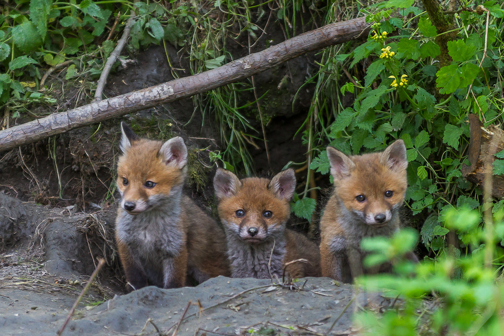 Neugierig Foto & Bild | natur, tiere, wildlife Bilder auf fotocommunity
