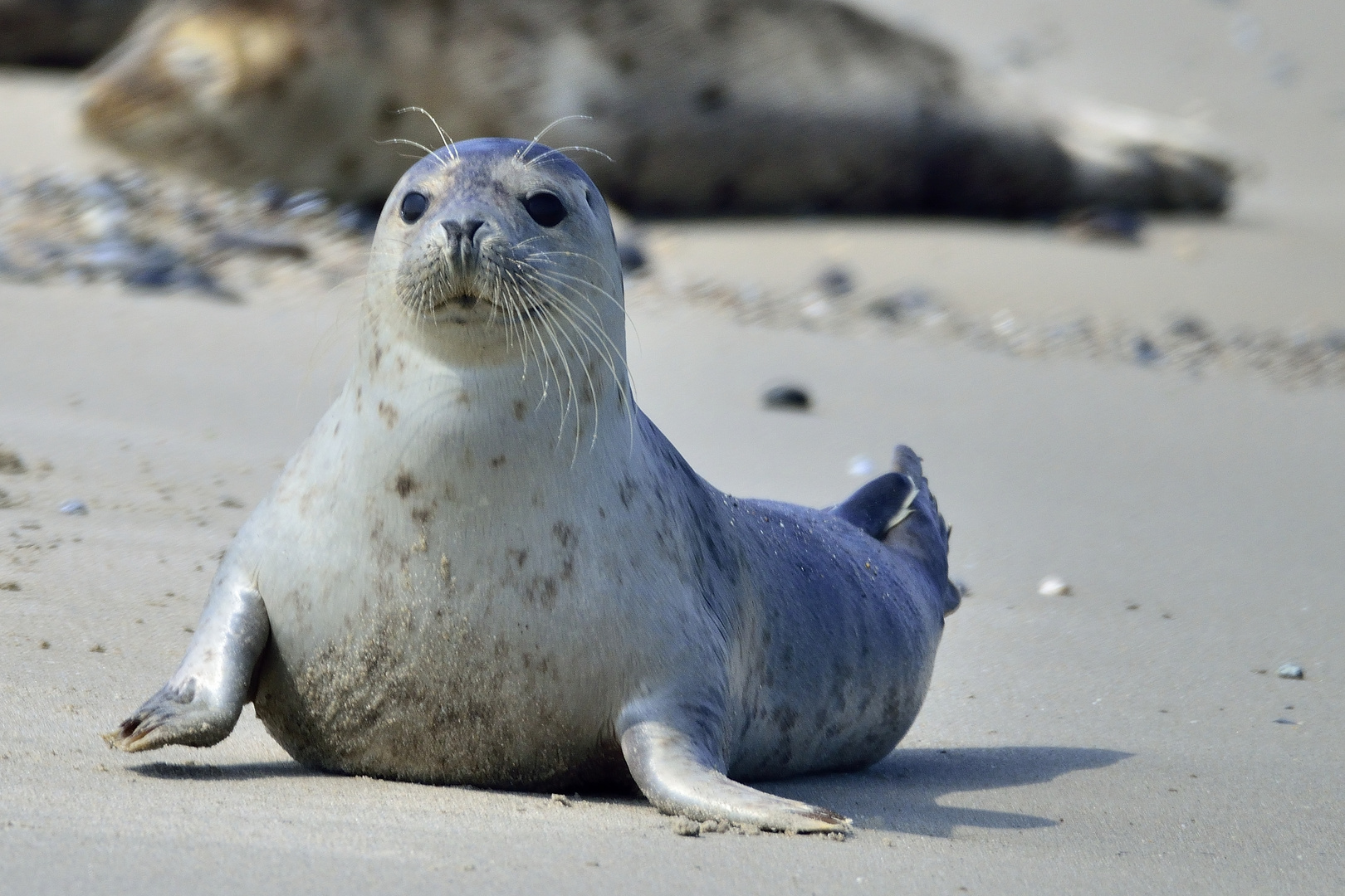 Neugierig.. Foto & Bild | heimische tierwelt, natur, tiere Bilder auf ...