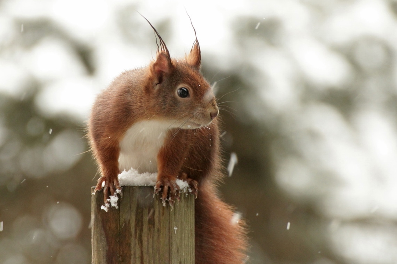 °neugierig... Foto & Bild | eichhörnchen, natur, tiere Bilder auf ...