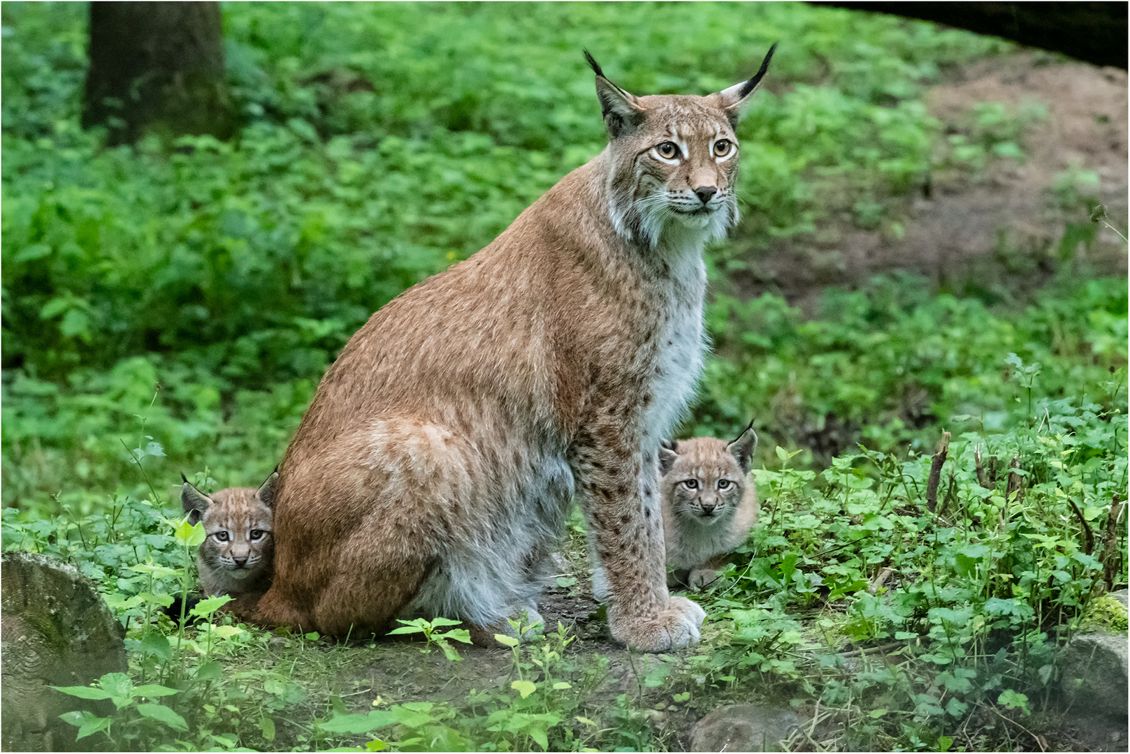 Neugierig .... Foto & Bild | nature, natur, baby Bilder auf fotocommunity