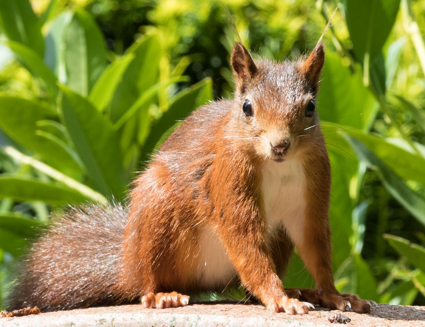 Neugierig... Foto & Bild | eichhörnchen, natur, portrait Bilder auf ...