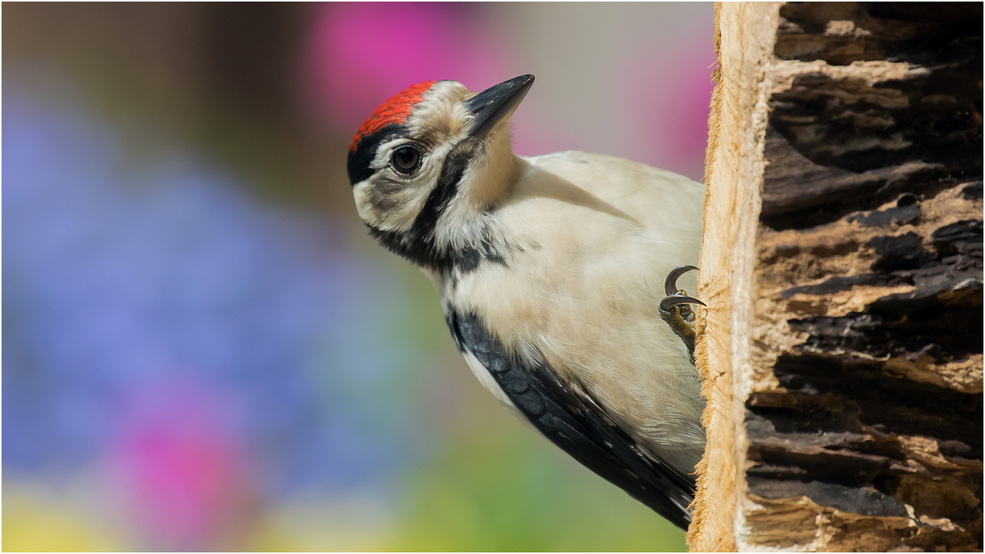 neugierig ...... Foto & Bild | tiere, wildlife, wild lebende vögel ...