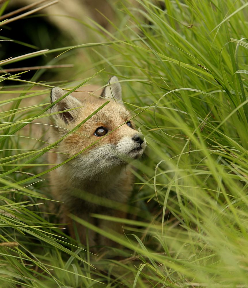 neugierig... Foto & Bild | natur, tiere, wildlife Bilder auf fotocommunity