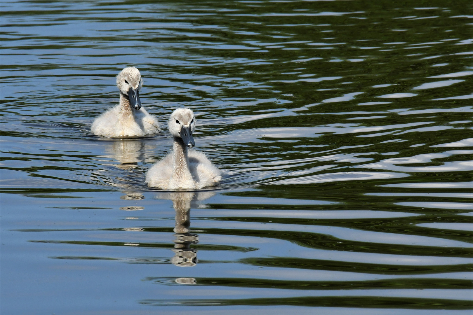 Neugierig Foto & Bild | tiere, wildlife, wild lebende vögel Bilder auf ...