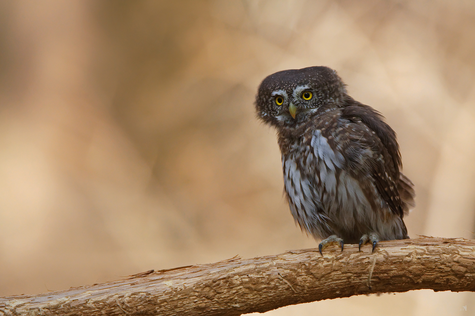 Neugierig... Foto & Bild | fotos, outdoor, natur Bilder auf fotocommunity