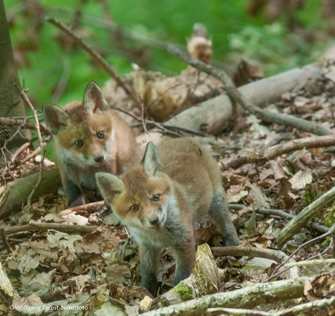 Neugierig --- Foto & Bild | fotos, natur, tiere Bilder auf fotocommunity