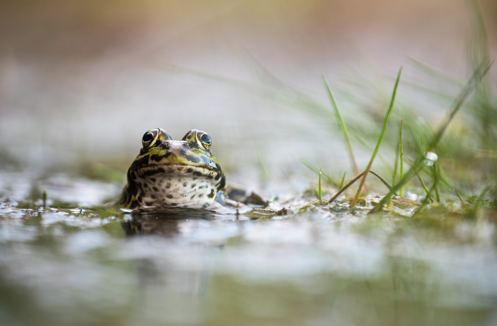 ___neugierig_____________ Foto & Bild | tiere, wildlife, amphibien ...