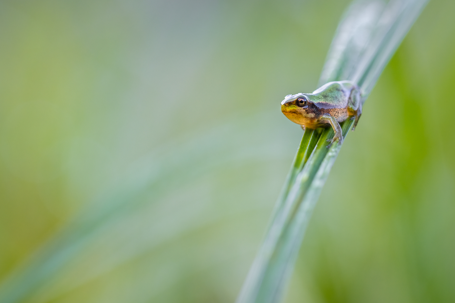 Neugierig Foto & Bild | tiere, wildlife, amphibien & reptilien Bilder ...