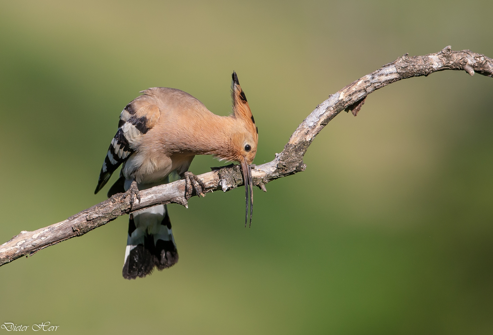 Neugierig... Foto & Bild | natur, tiere, wildlife Bilder auf fotocommunity