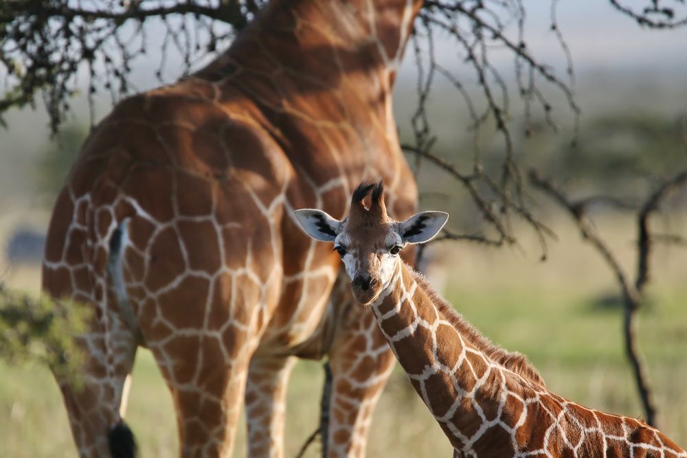 Neugierig Foto & Bild | natur, paarhufer, tiere Bilder auf fotocommunity