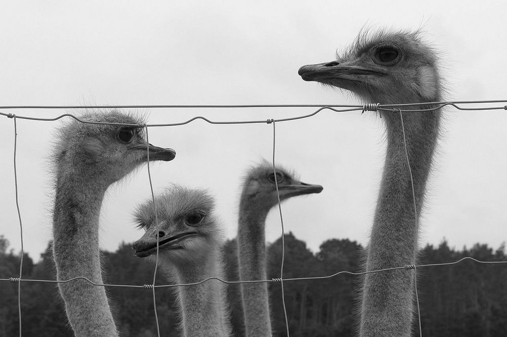 neugierig Foto & Bild | tiere, projekte, natur-kreativ Bilder auf ...