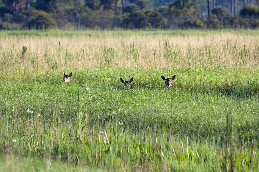 Neugierig? Foto & Bild | usa, natur, wildlife Bilder auf fotocommunity