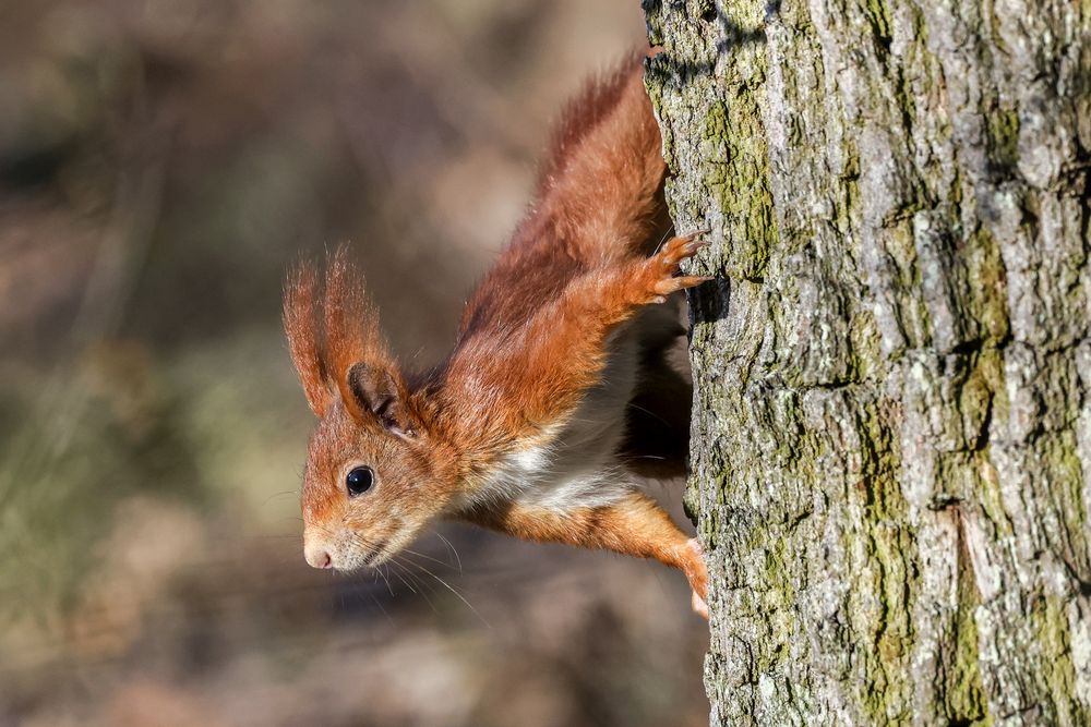 Neugierig Foto & Bild | tiere, wildlife, säugetiere Bilder auf ...