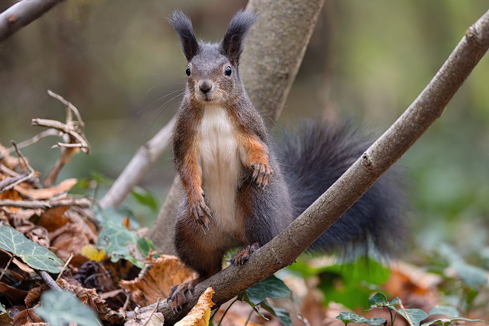 neugierig Foto & Bild | natur, herbst, tiere Bilder auf fotocommunity