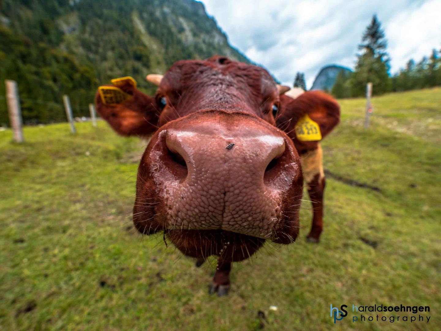 Neugierig Foto & Bild | tiere, haustiere, fotos Bilder auf fotocommunity