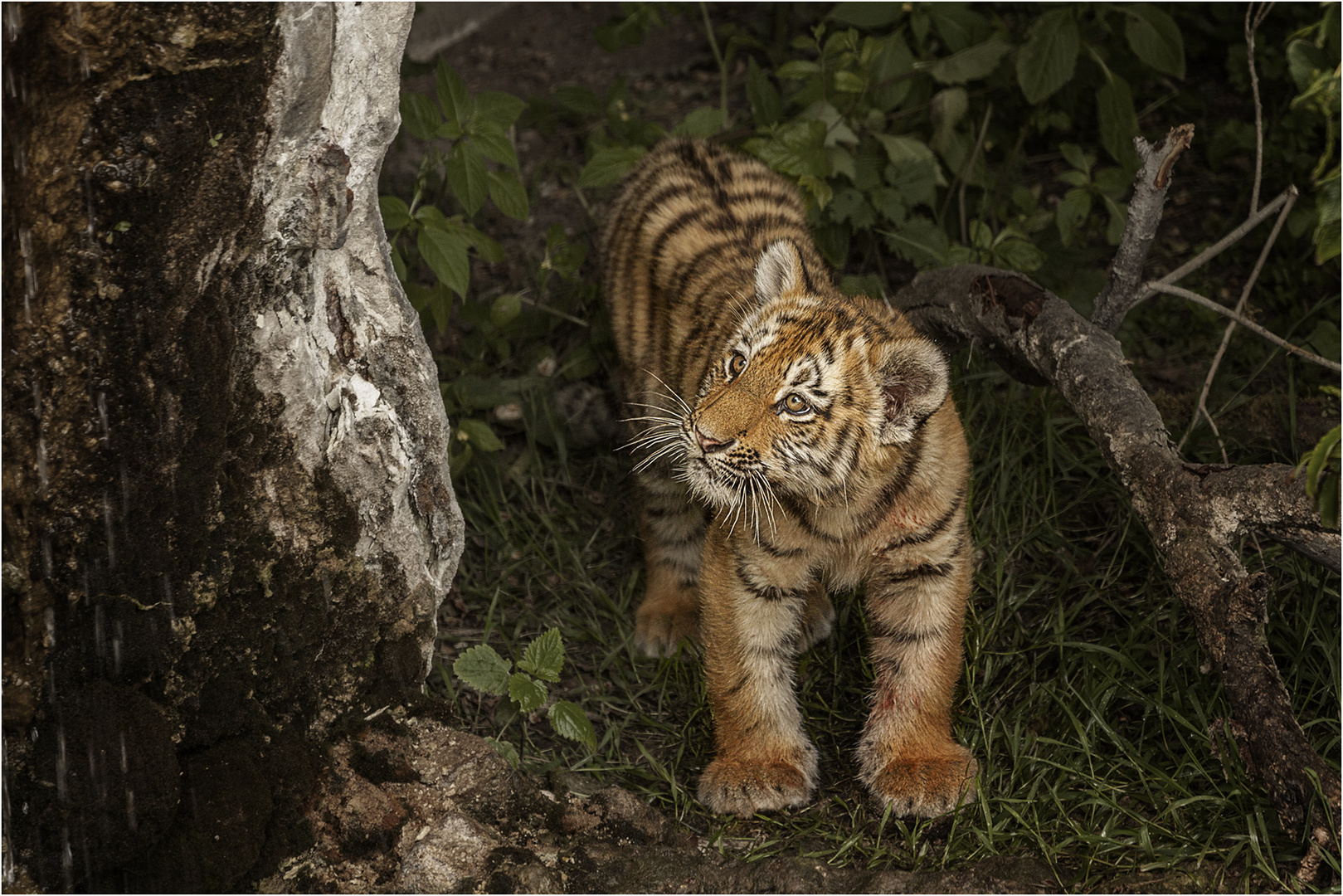 neugierig ... Foto & Bild | leipzig, natur, zoo Bilder auf fotocommunity