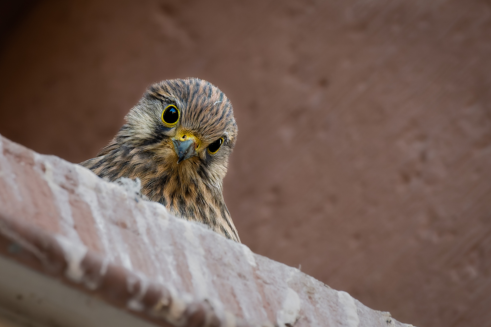 Neugierig Foto & Bild | fotos, spezial, natur Bilder auf fotocommunity