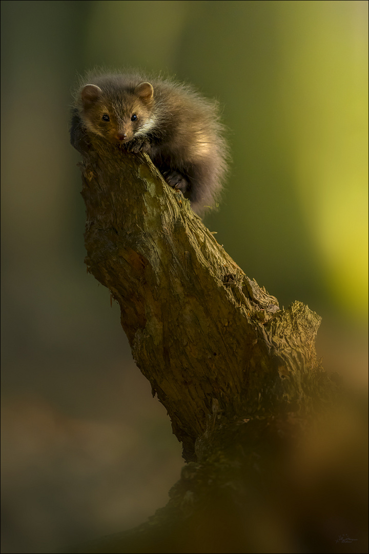 Neugierig... Foto & Bild | sonnenuntergang, wald, sommer Bilder auf ...