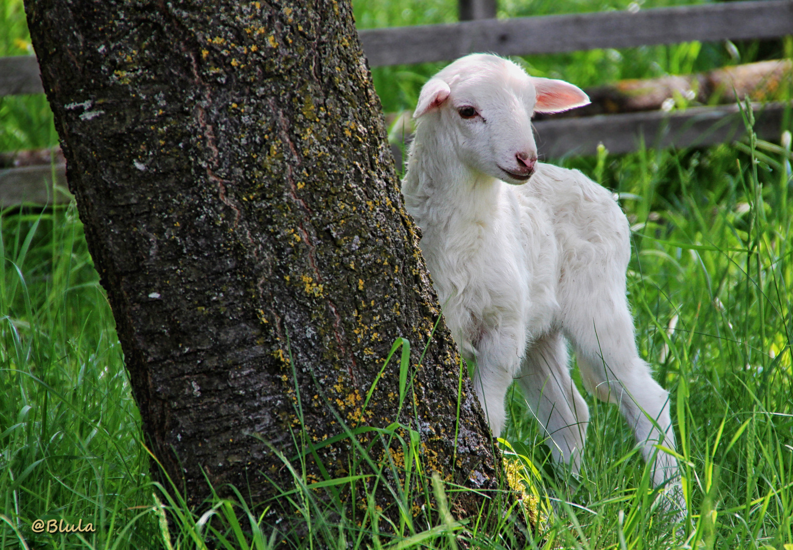 neugierig ..... Foto & Bild | youth, wiese, natur Bilder auf fotocommunity