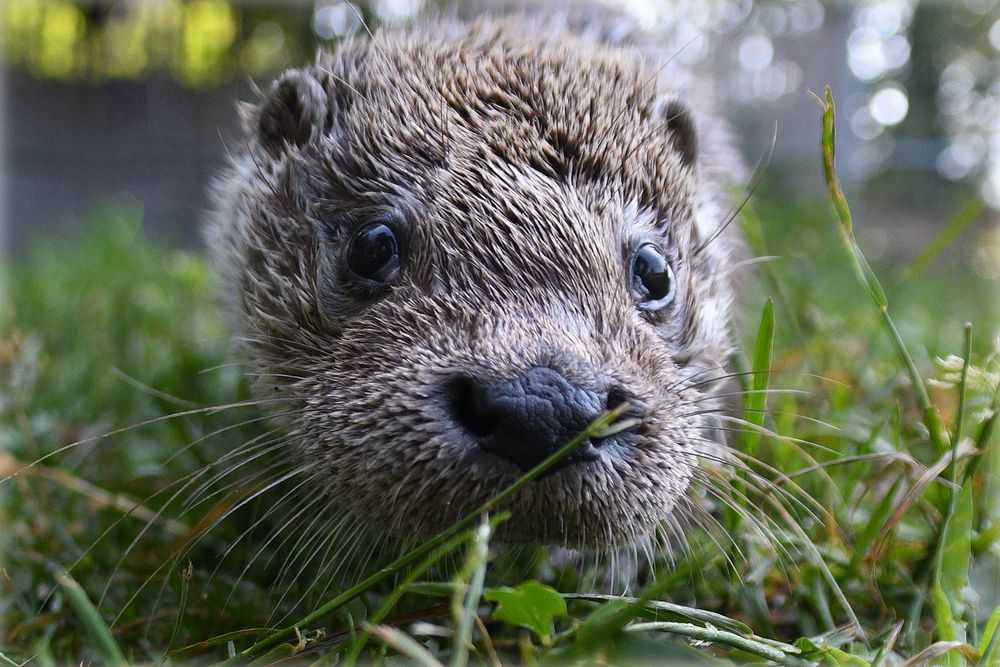neugierig Foto & Bild | tiere, tierkinder, natur Bilder auf fotocommunity