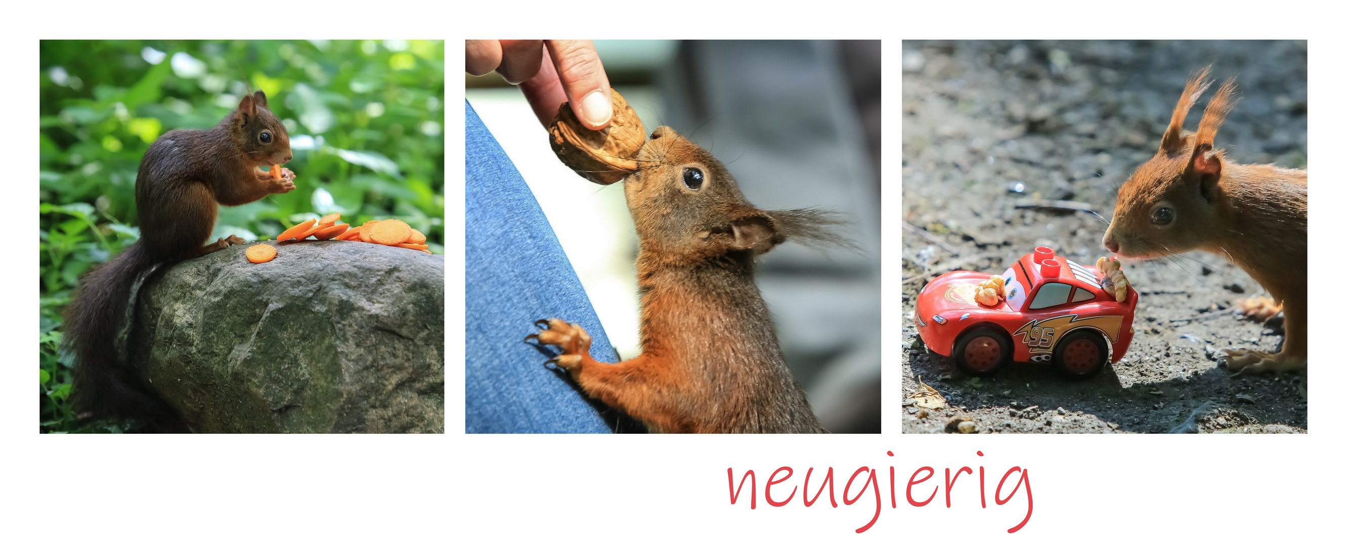 neugierig Foto & Bild | fun, spezial, eichhörnchen Bilder auf fotocommunity