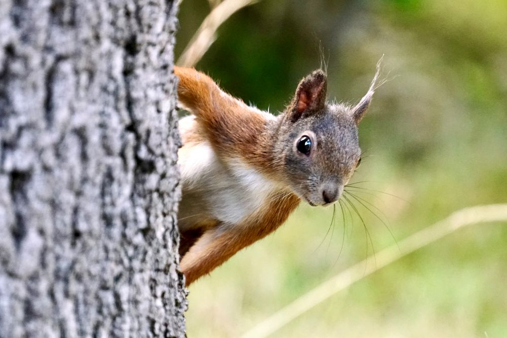 Neugierig ? Foto & Bild | tiere, wildlife, säugetiere Bilder auf ...