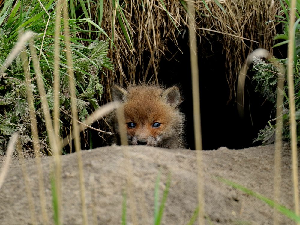 Neugierig Foto & Bild | tiere, wildlife, säugetiere Bilder auf ...