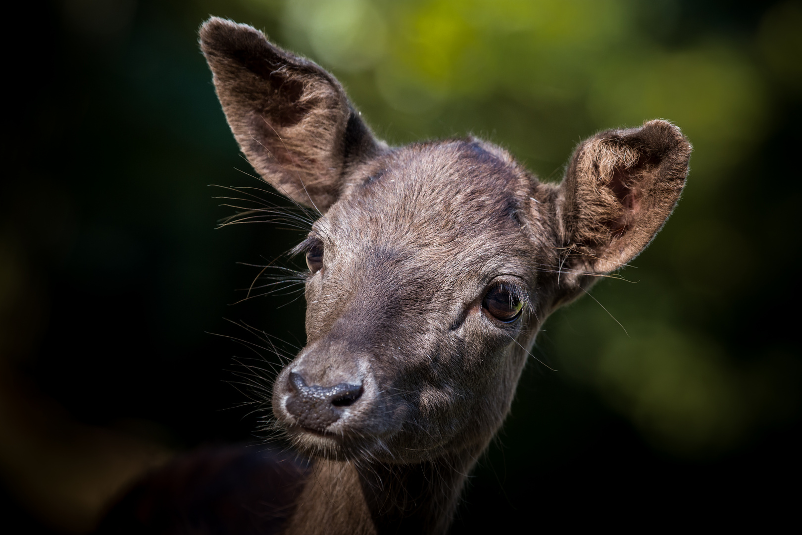 neugierig Foto & Bild | tiere, natur, tier Bilder auf fotocommunity