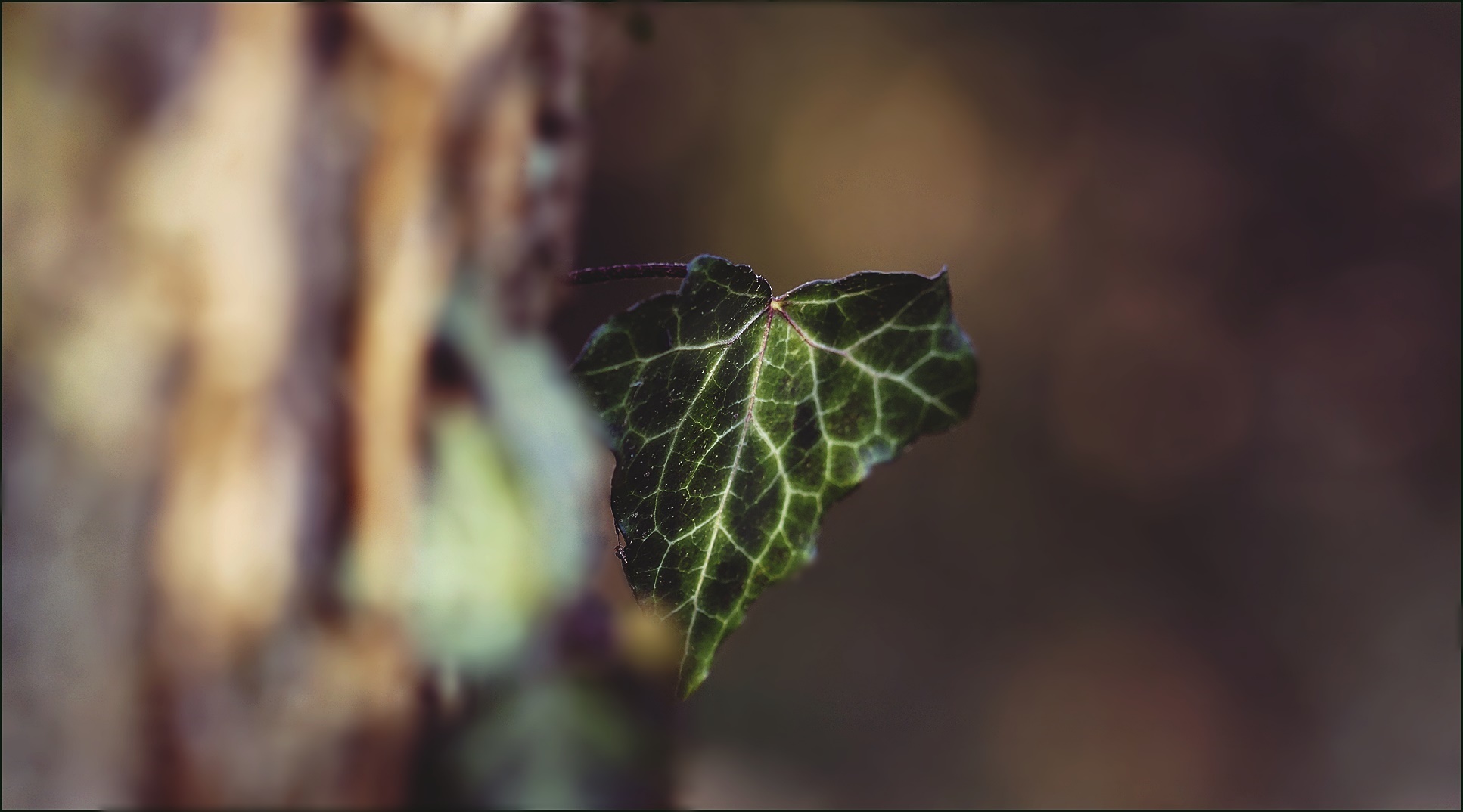 Neugierig aufs Leben.... Foto & Bild | natur-makros, fotokunst, natur ...