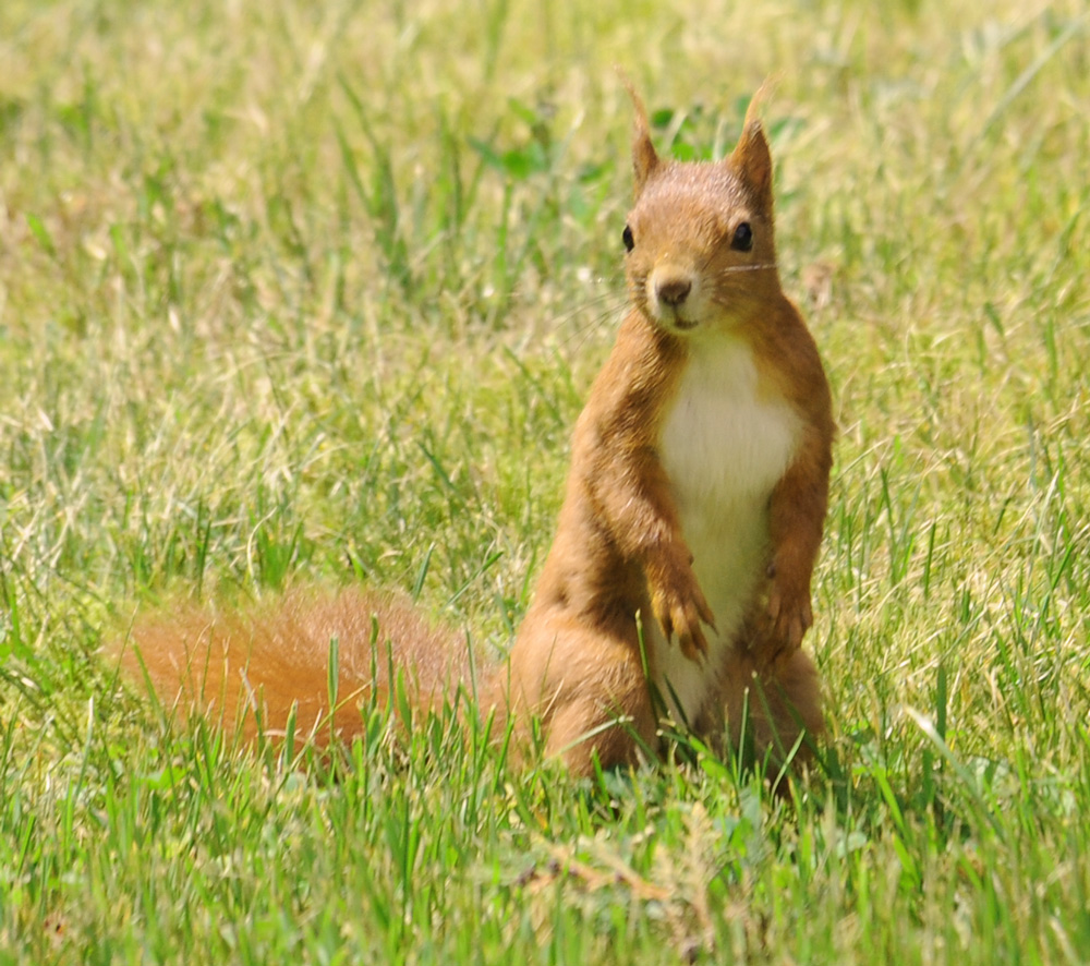 Neugierig Foto & Bild | tiere, wildlife, säugetiere Bilder auf ...