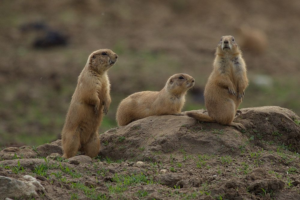" Neugierig " Foto & Bild | tiere, zoo, wildpark & falknerei, natur ...