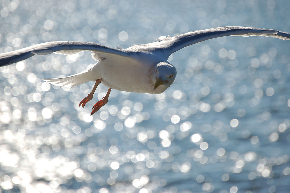 Neugierig Foto & Bild | tiere, wildlife, wild lebende vögel Bilder auf ...