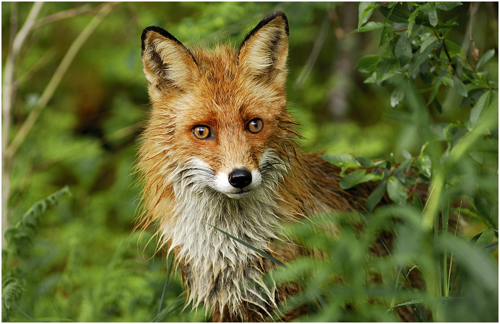 Neugierig Foto & Bild | tiere, wildlife, säugetiere Bilder auf ...
