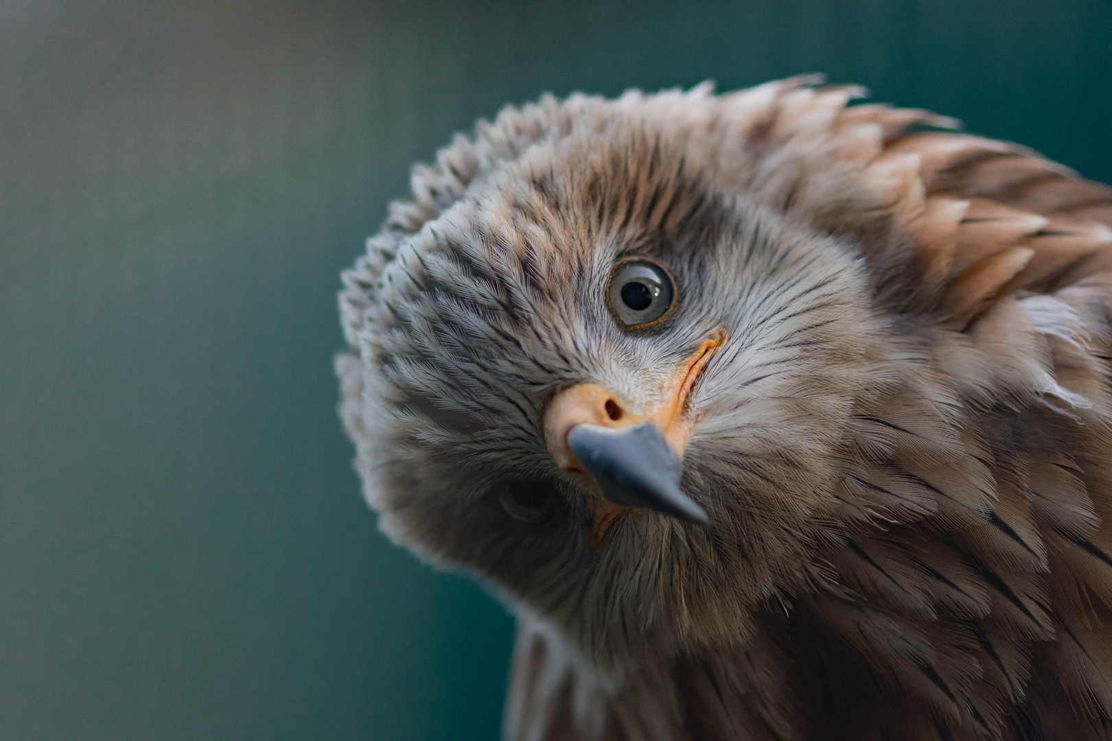 Neugierig Foto & Bild | natur, tiere, vögel Bilder auf fotocommunity
