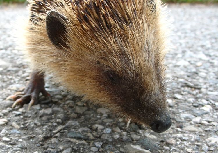 neugierig... Foto & Bild | tiere, wildlife, säugetiere Bilder auf ...