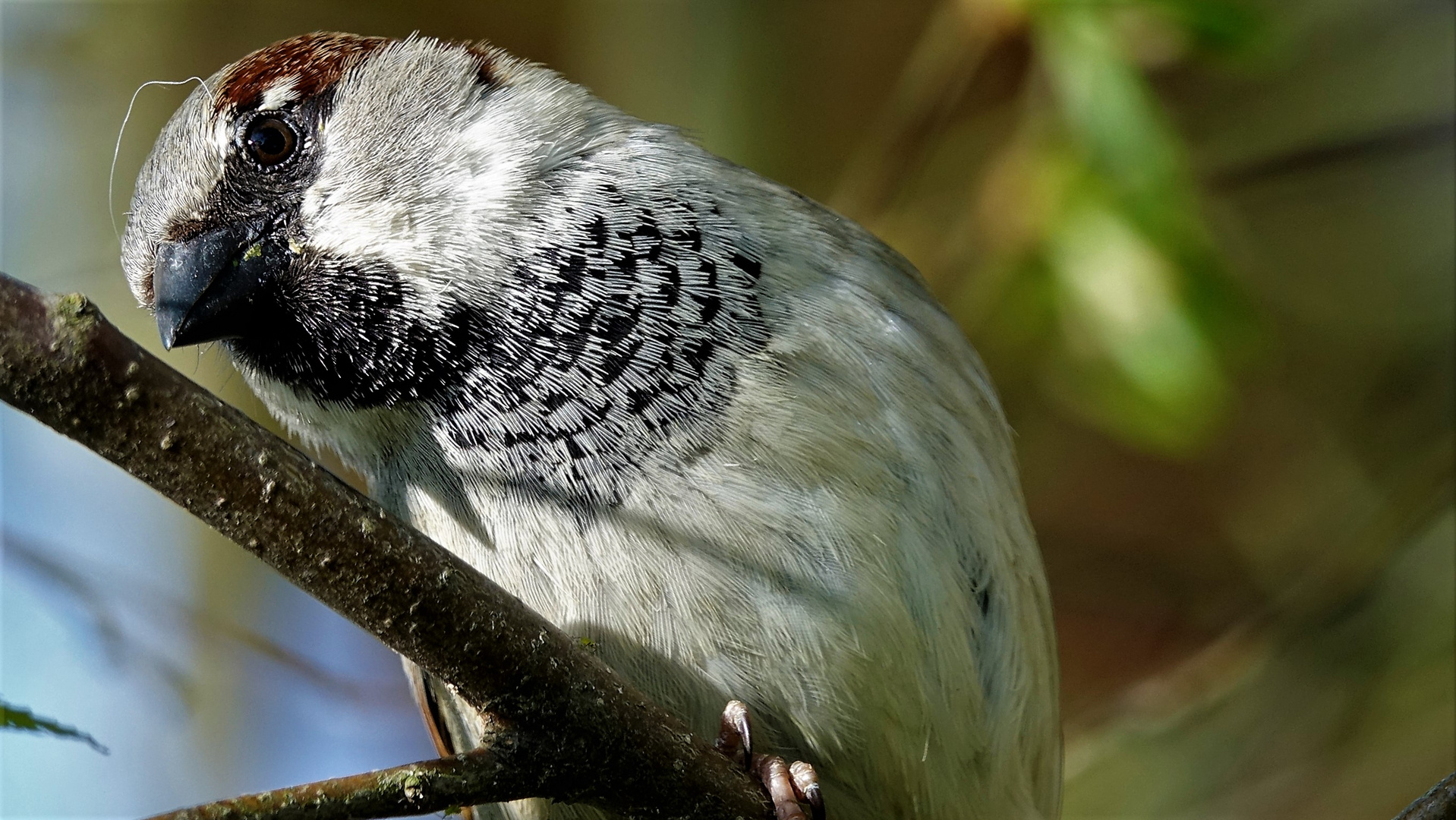 Neugierig Foto & Bild | tiere, wildlife, wild lebende vögel Bilder auf ...