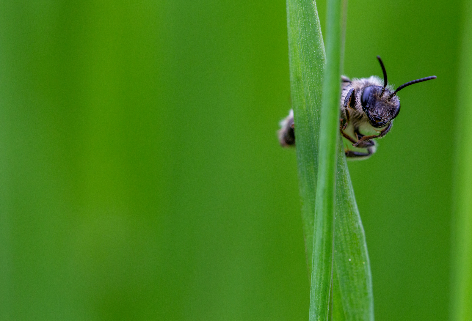 Neugierig Foto & Bild | tiere, wildlife, insekten Bilder auf fotocommunity