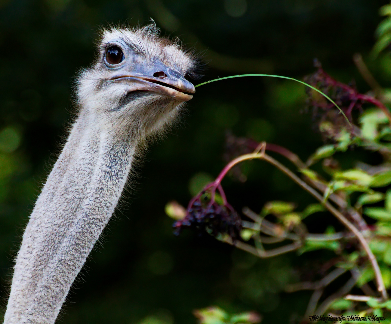 Neugierig Foto & Bild | natur, zoo, tiere Bilder auf fotocommunity