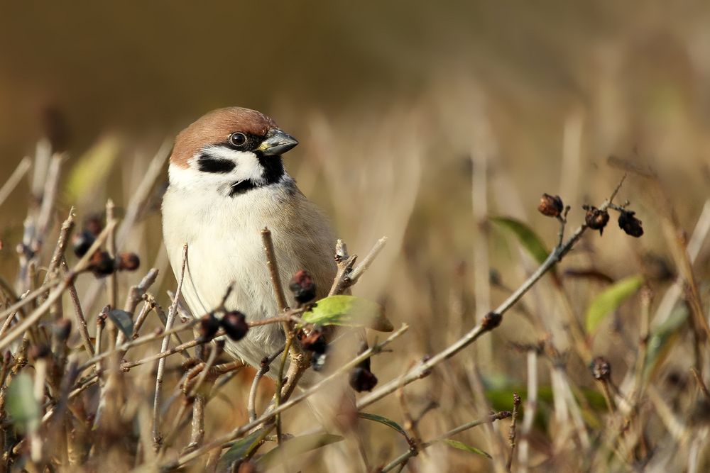 Neugierig Foto & Bild | tiere, wildlife, wild lebende vögel Bilder auf ...