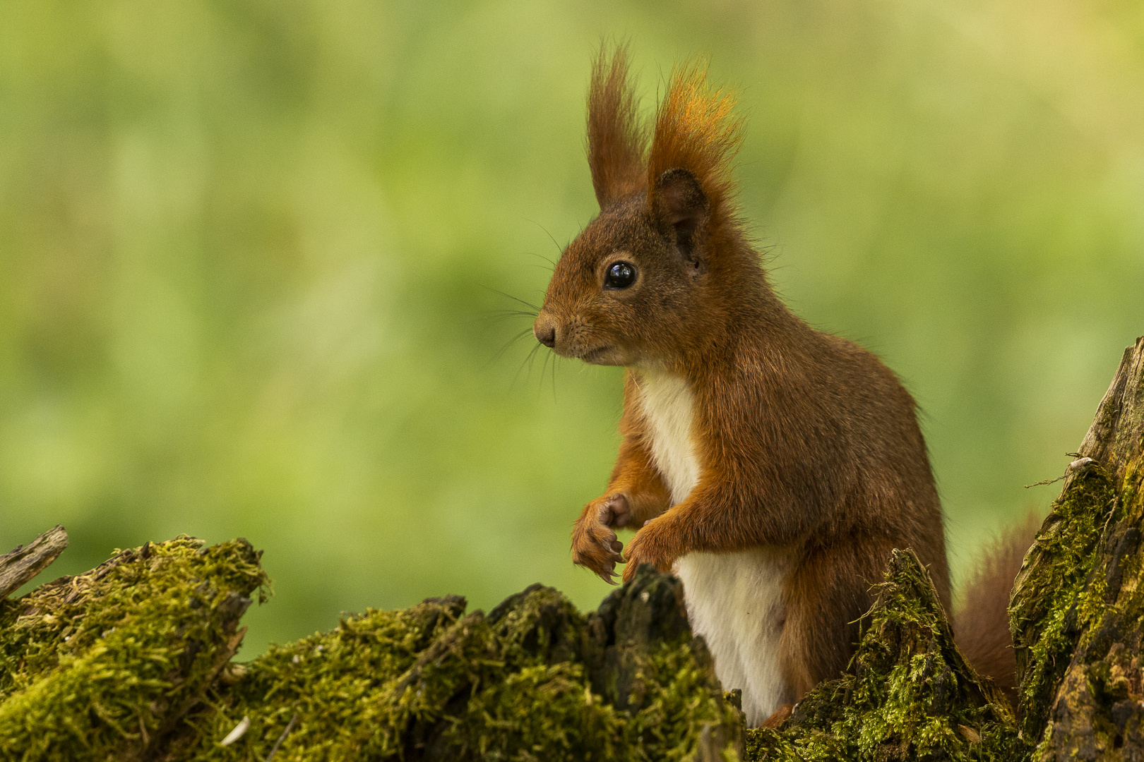 Neugierig.... Foto & Bild | wald, eichhörnchen, natur Bilder auf ...