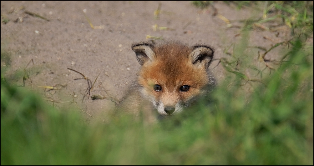 Neugierig Foto & Bild | säugetiere allgem., natur, tiere Bilder auf ...