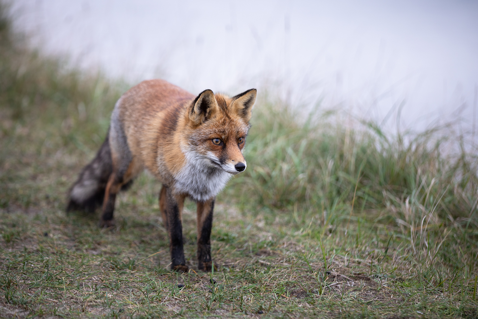 Neugierig Foto & Bild | natur, tiere, wildlife Bilder auf fotocommunity