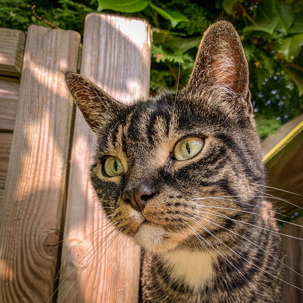 neugierig Foto & Bild | tiere, haustiere, katzen Bilder auf fotocommunity